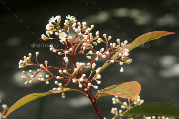 An evergreen laurestine (Viburnum tinus) Stock Photo by safakc1 | PhotoDune