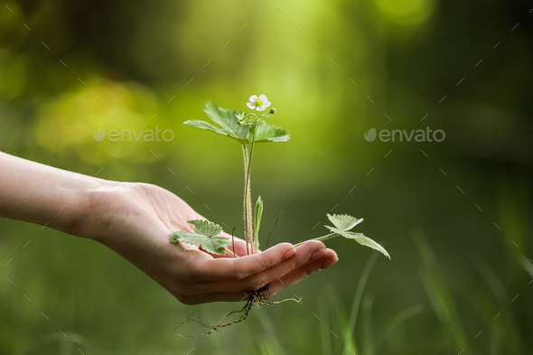 environment Earth Day In the hands of trees growing seedlings. Bokeh ...