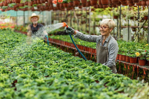 Happy female gardener watering plants while working in a greenhouse. Stock Photo by drazenphoto