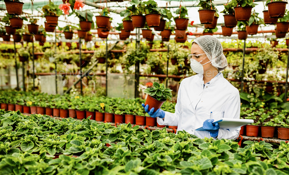 Quality control inspection in plant nursery. Stock Photo by drazenphoto