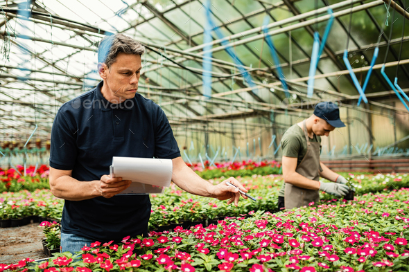 Male florist checking stock of flowers while working in a plant nursery ...