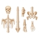 Realistic Human Bones, Vectors | GraphicRiver