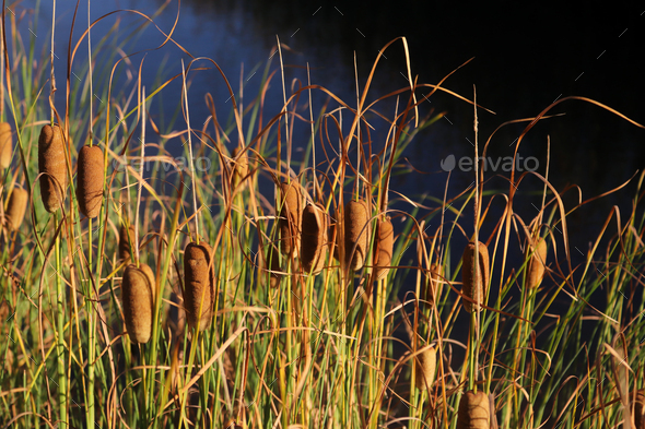 Some cattails by the lake water. Stock Photo by safakc1 | PhotoDune