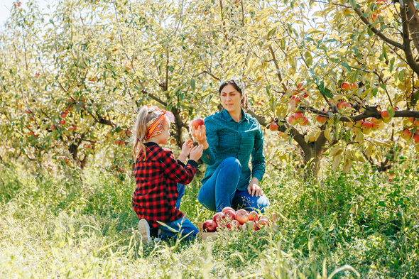 A happy family of farmers picking fresh apples in a scenic orchard ...