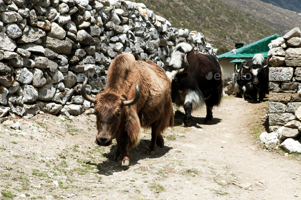 Group of Yaks carrying goods along the route to Everest Base Camp Stock ...