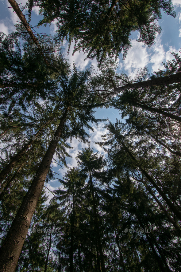 Low angle shot of tall trees in a forest Stock Photo by wirestock ...