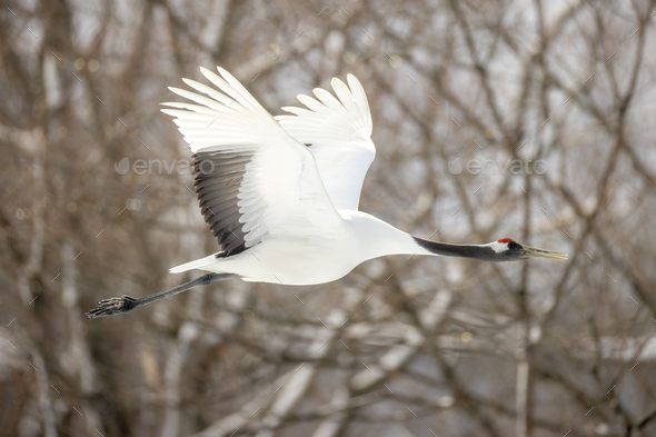 Red-crowned crane flying with the bushes in the background Stock Photo ...