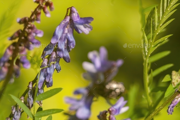 Shallow focus of a Bird vetch (Vicia cracca) plant with blurred green ...