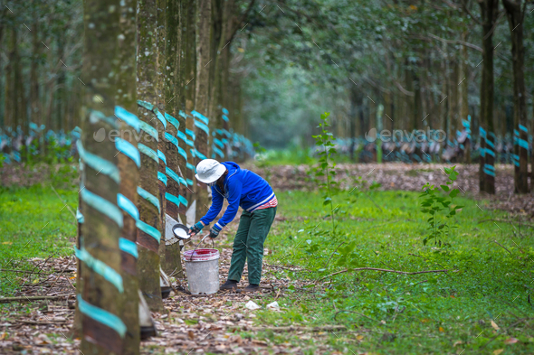Rubber tree forest, worker collecting latex milk from the tree. Stock ...