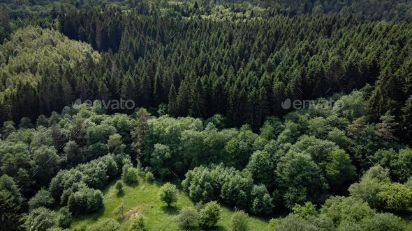 Magnificent view of coniferous and deciduous forest seen from above ...