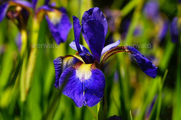 Blue flower of an iris species Stock Photo by wirestock | PhotoDune