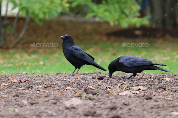 Shallow focus shot of two beautiful black ravens standing proudly in a ...