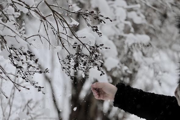 Female's hand touching a snow-covered tree branch Stock Photo by wirestock