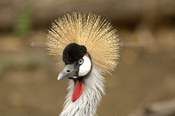Selective of a black-crowned crane (Balearica pavonina) Stock Photo by ...