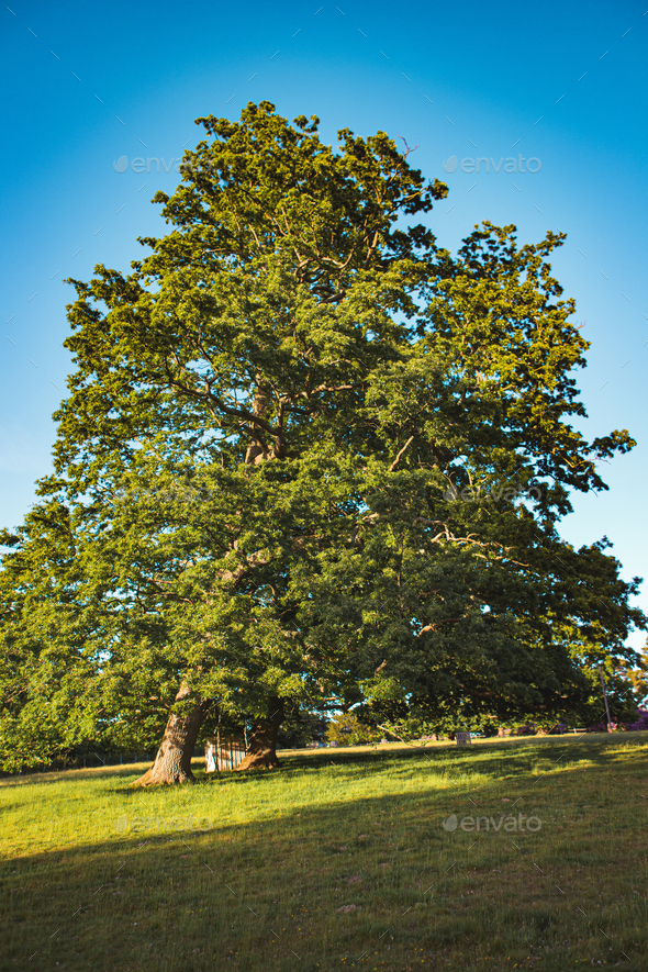 Beautiful tilted oak tree in the scenic green park Stock Photo by wirestock