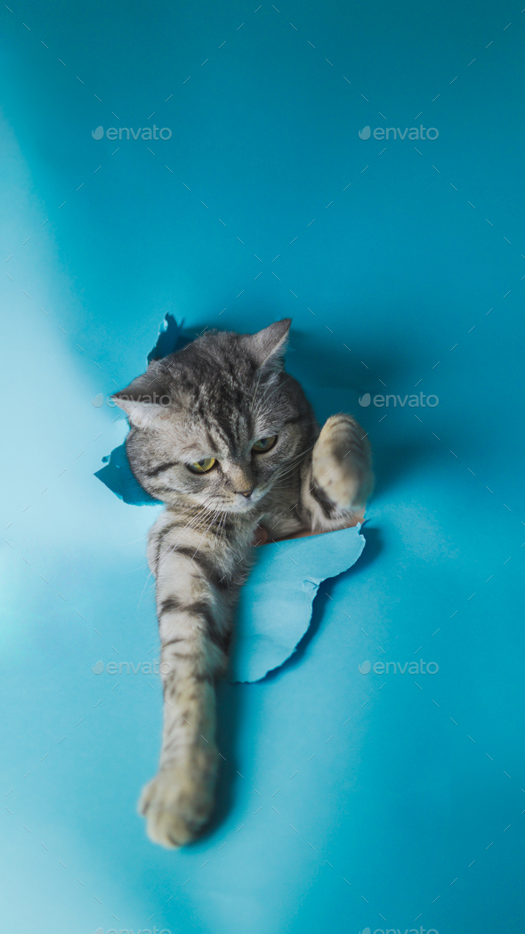 Funny cat tears apart blue paper to get a better view. With his paws ...