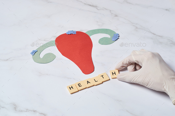 Female reproductive system, female uterus made of paper. Stock Photo by ...