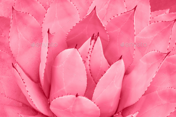 Pink agave plant close-up, texture and natural background. Stock Photo ...