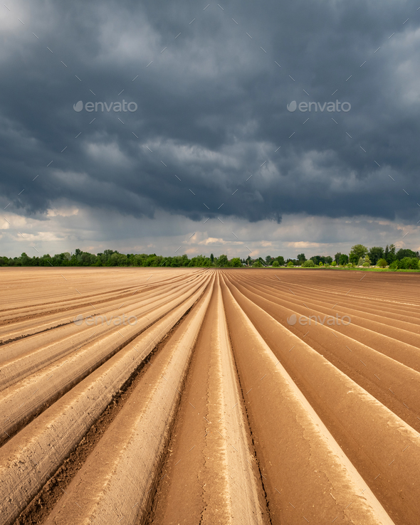 Agricultural field with even rows in the spring Stock Photo by ivankmit