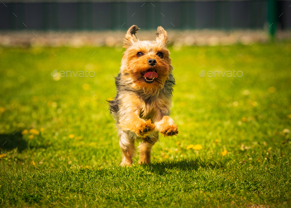 An amazing Yorkshire Terrier is having fun running and jumping towards ...