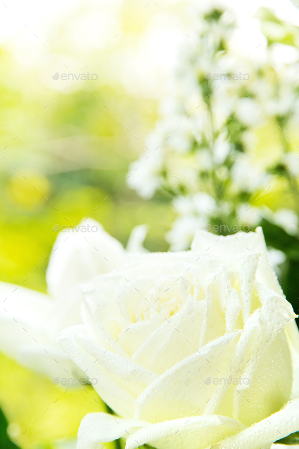 white rose background Stock Photo by osbmxhouse | PhotoDune