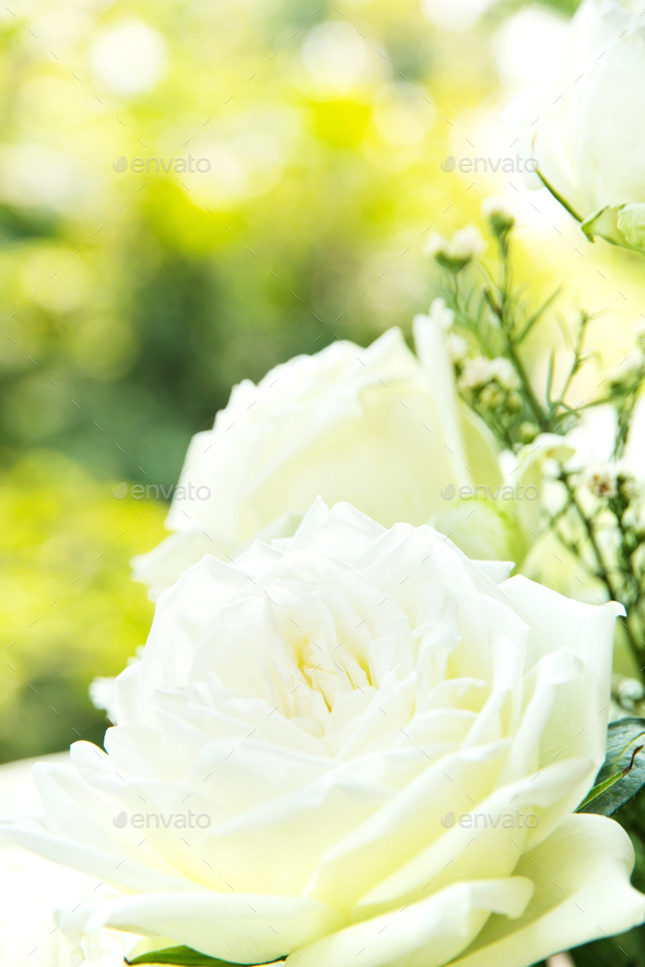 white rose background Stock Photo by osbmxhouse | PhotoDune