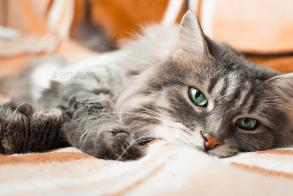 Sleepy fluffy cat with green eyes resting on couch and looking at ...