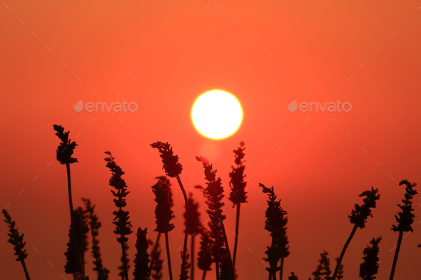 Deep orange sun and sky with plant silhouettes in foreground Stock ...