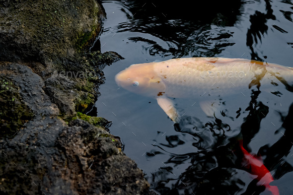 Koi Fish Near a Rock Stock Photo by be_design | PhotoDune