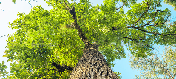 Green Tree,View looking up into lush green branches of large tree ...