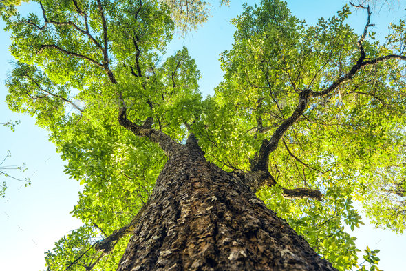 Green Tree,View looking up into lush green branches of large tree ...