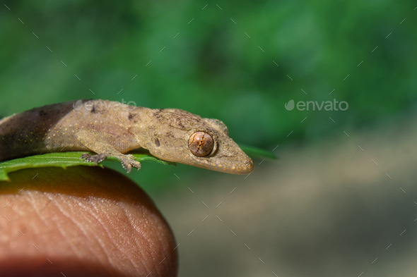 Selective focus of a common house gecko on a leaf agaisnt a blurred a background Stock Photo by ...