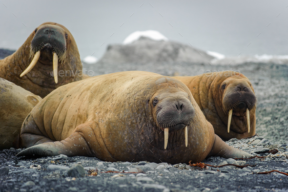Group of walruses lying on a beach in the Arctic, on Franz Josef land Stock Photo by wirestock