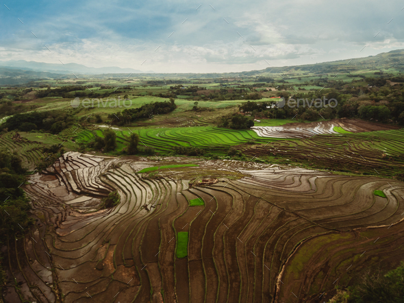 Aerial view of a muddy rice field in Canlaon Negros Oriental ...