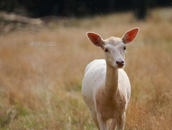 Close up shot of a Russian white goat walking on the herbs and grass ...