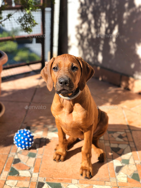 Vertical shot of a Rhodesian Ridgeback dog with a ball toy on its side ...