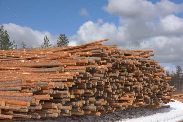 Pulpwood stacked on the ground under the cloudy sky Stock Photo by ...