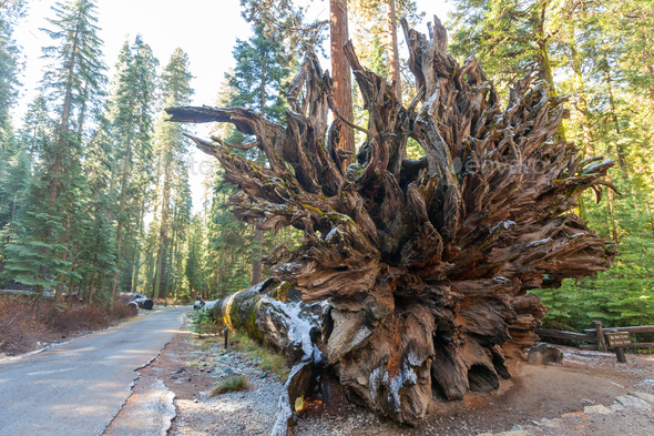 Giant root of a fallen sequoia tree laid by the roadside Stock Photo by ...