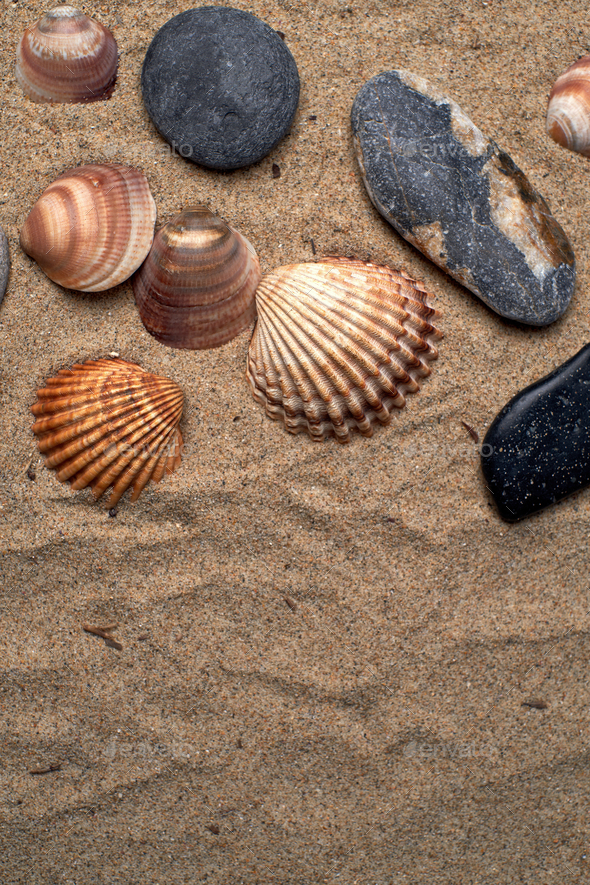 Shells and stones on the beach sand Stock Photo by fotoimagen | PhotoDune
