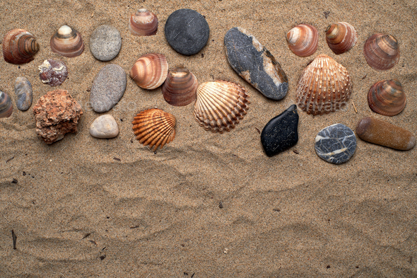 Shells and stones on the beach sand Stock Photo by fotoimagen | PhotoDune