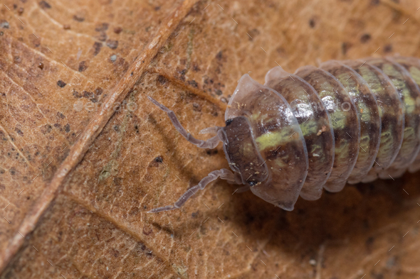 Macro shot of Roly-poly (Armadillidium Vulgare) terrestrial isopod on a ...