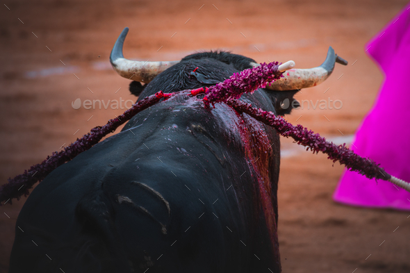 Selective focus shot of a strong black bull in a bullfighting ring ...