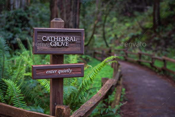 Wooden sign with " CATHEDRAL GROVE" and "enter quietly" written on it ...