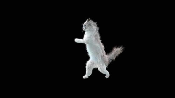 Cat Dancing HD, Motion Graphics | VideoHive