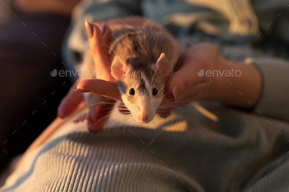 cute rat in the arms of a beautiful young girl Stock Photo by ...