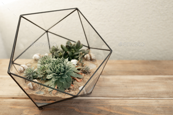 green succulents of different varieties grow in the florarium on wooden ...