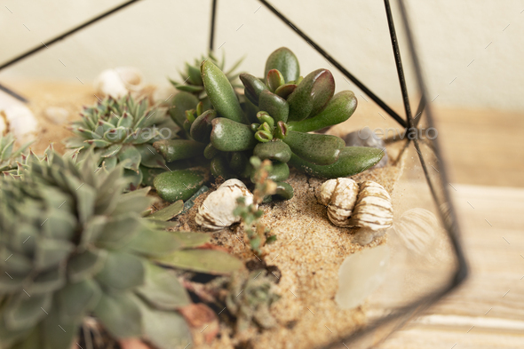 green succulents of different varieties grow in the florarium on wooden ...