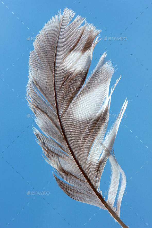Floating feather in the sky. Background. Stock Photo by safakc1 | PhotoDune