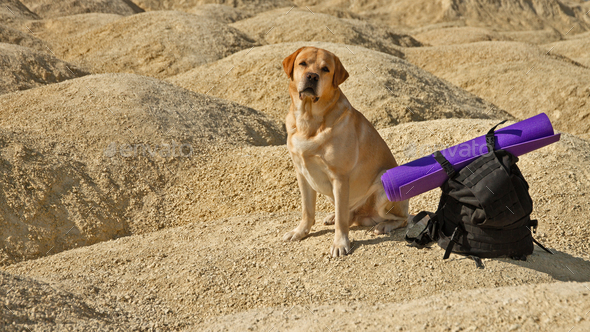 big dog fawn labrador retriever sits in desert on sand on sunny dayh ...