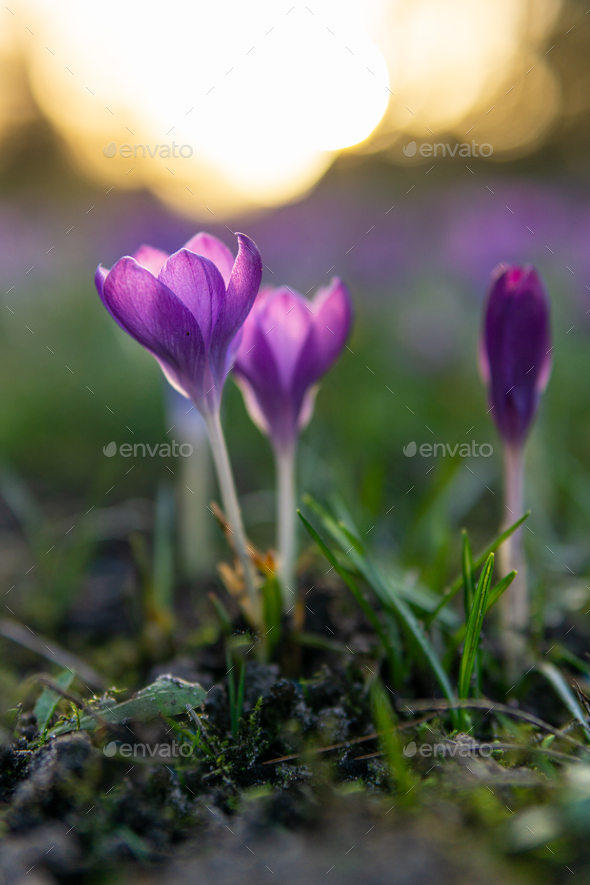 Vertical shot of purple crocuses growing in a field Stock Photo by ...